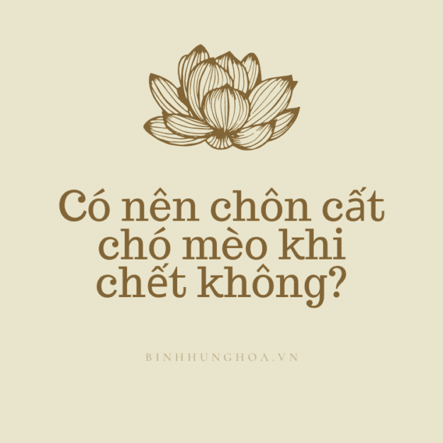 Có Nên Chôn Cất Chó Mèo Khi Chết Không? 2 Điều Bạn Cần Lưu Ý! • YOLO ...