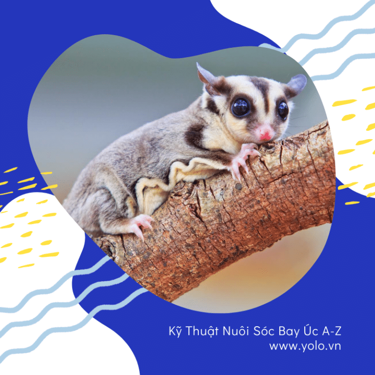Cách Nuôi Sóc Bay Úc Từ A-Z🥇 Kỹ Thuật Chăm Sóc Con, Sóc Sinh Sản • YOLO ...