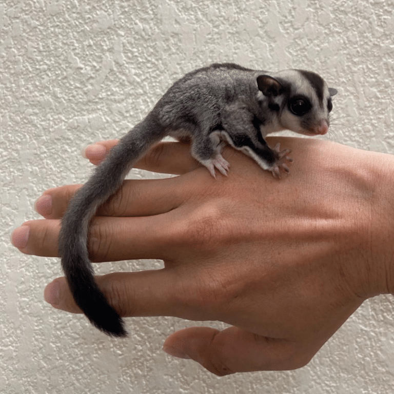 Sóc Bay Úc YOLO🐿 - Shop Mua Bán {Sugar Glider} 100% Đẹp, Tặng Lồng ...