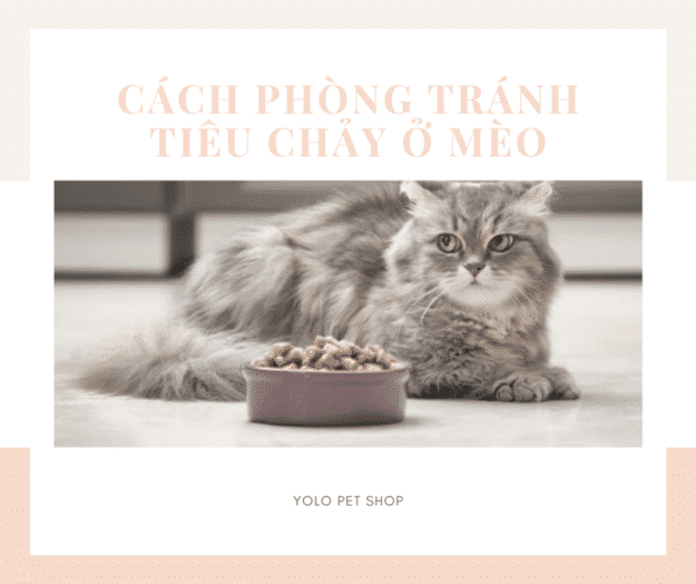 Mèo Bị Tiêu Chảy😿 - Nguyên Nhân & Cách Chữa Trị Khi Mèo Bị Tiêu Chảy ...