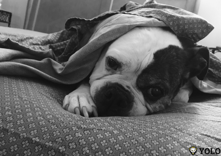 Chó Bị Chết Là Điềm Gì? Giải Mã 10 Điềm Báo Tốt Xấu Khi Chó Chết • YOLO ...