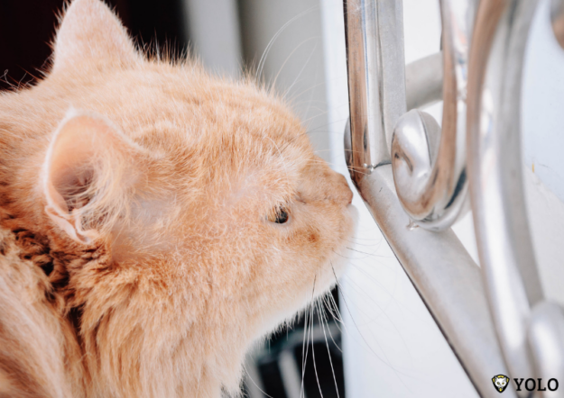 Mèo Sợ Mùi Gì? Top 9 Mùi Hương Mà Loài Mèo Không Thích! • YOLO Pet Shop